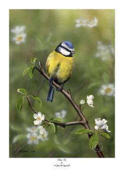 Nigel Artingstall - British Wildlife Artist, Limited Edition Art Prints ...