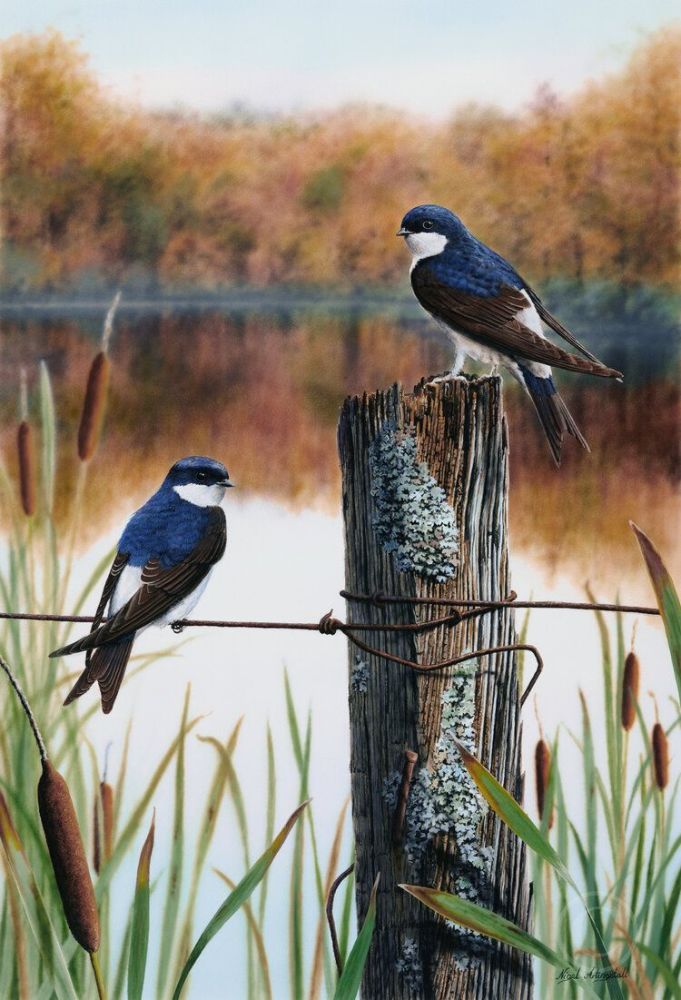 British Garden & Woodland Birds - Limited Edition Art Prints, British ...