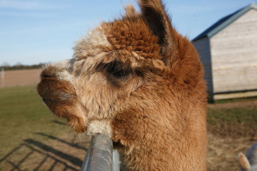 Thanks For Your Booking | Midshires Way Campsite & Alpaca Farm