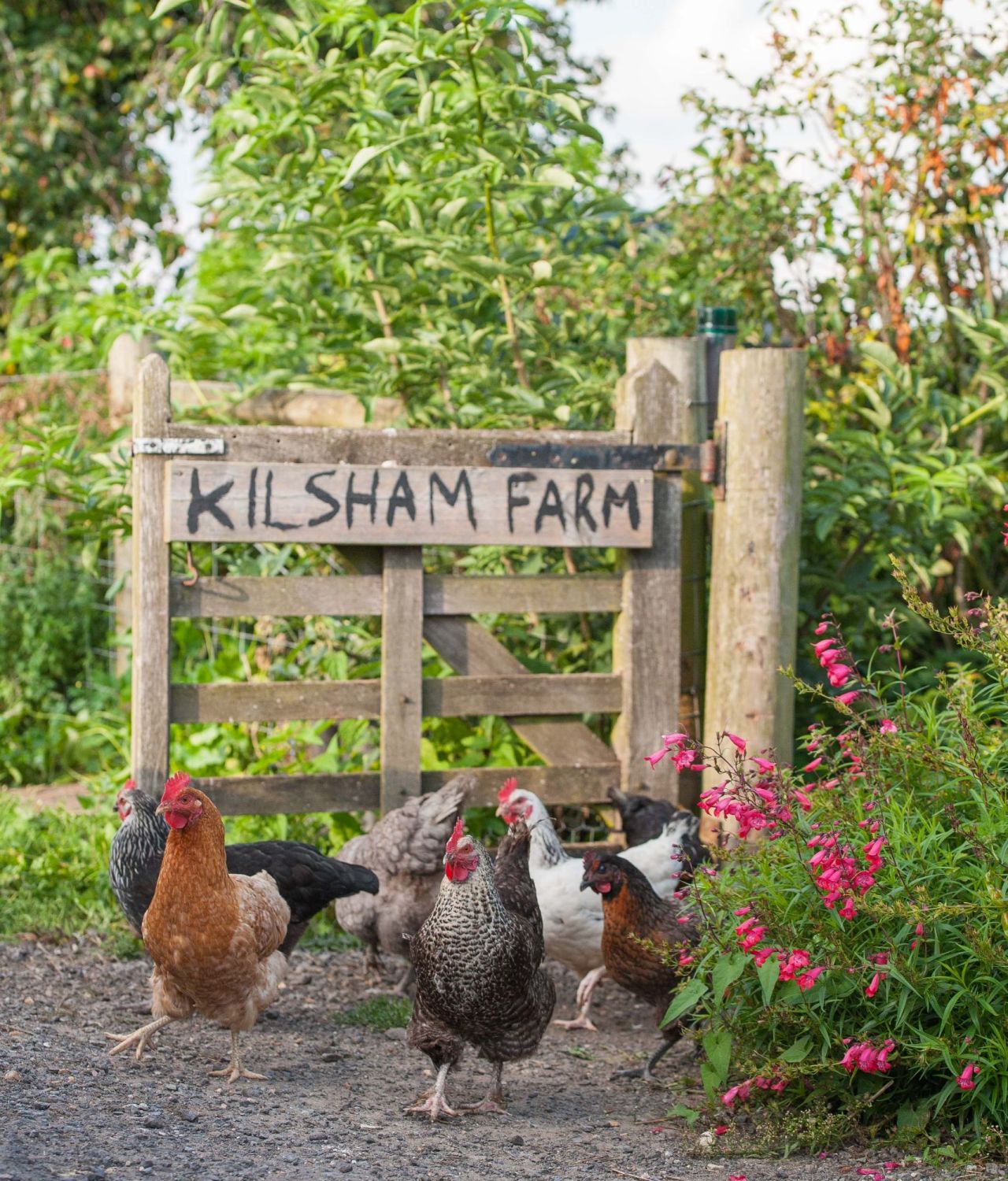 Chicken Holidays