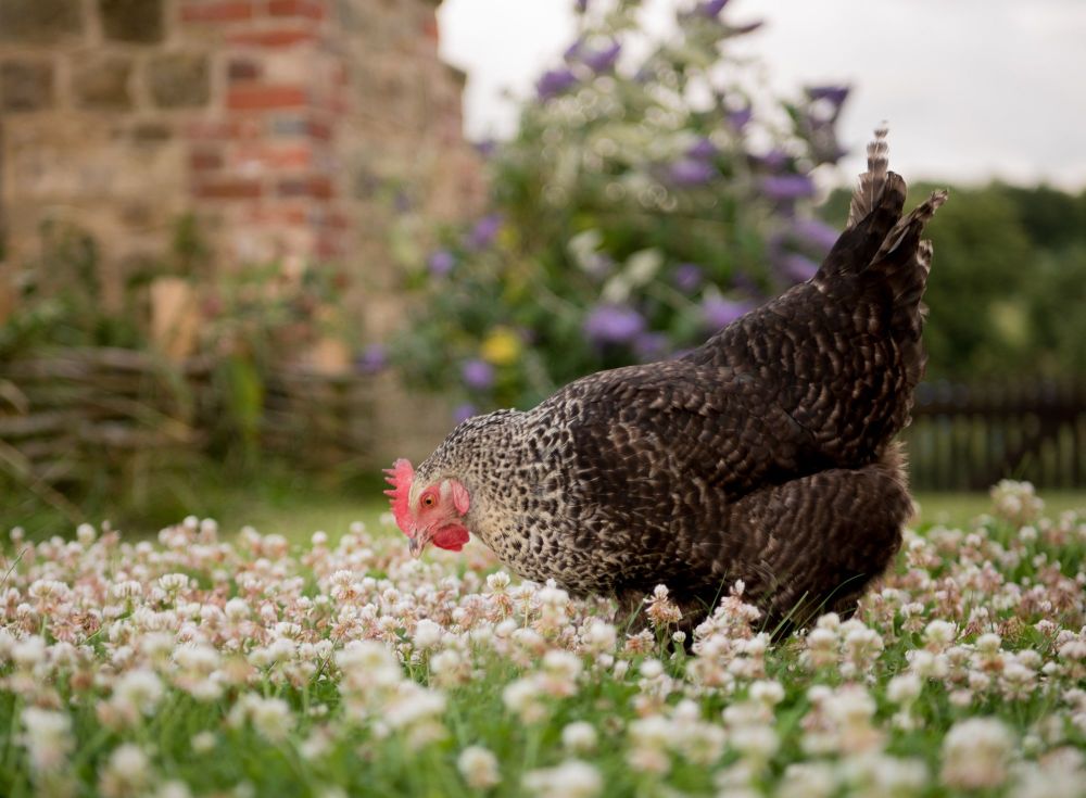 Sussex Garden Poultry