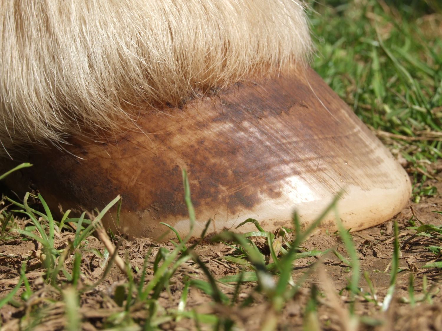 Anatomy of the equine fooot