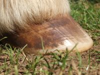 Anatomy of the equine fooot