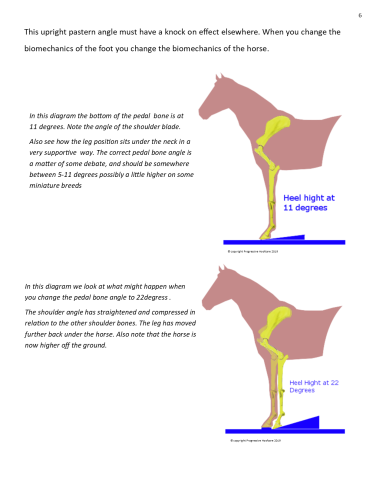 A Canter Through the Equine Foot - Blog