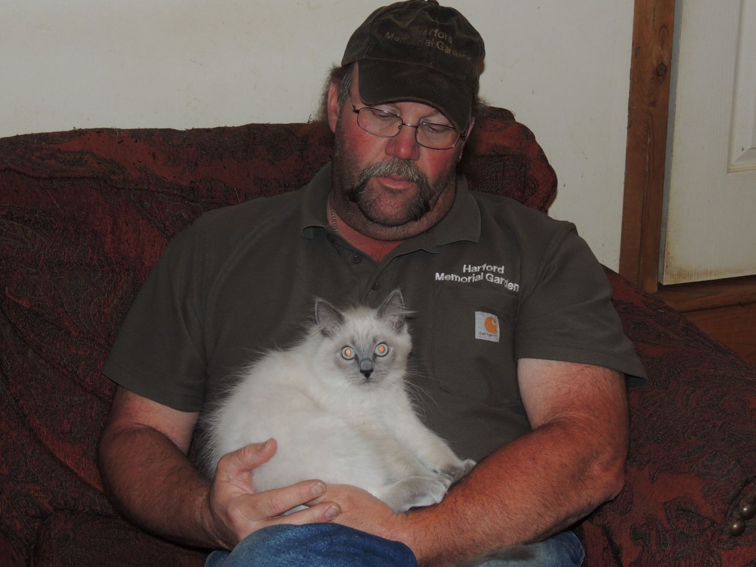 Ragdoll breeders in Maryland, Ragdoll kittens in Maryland, Baltimore ...