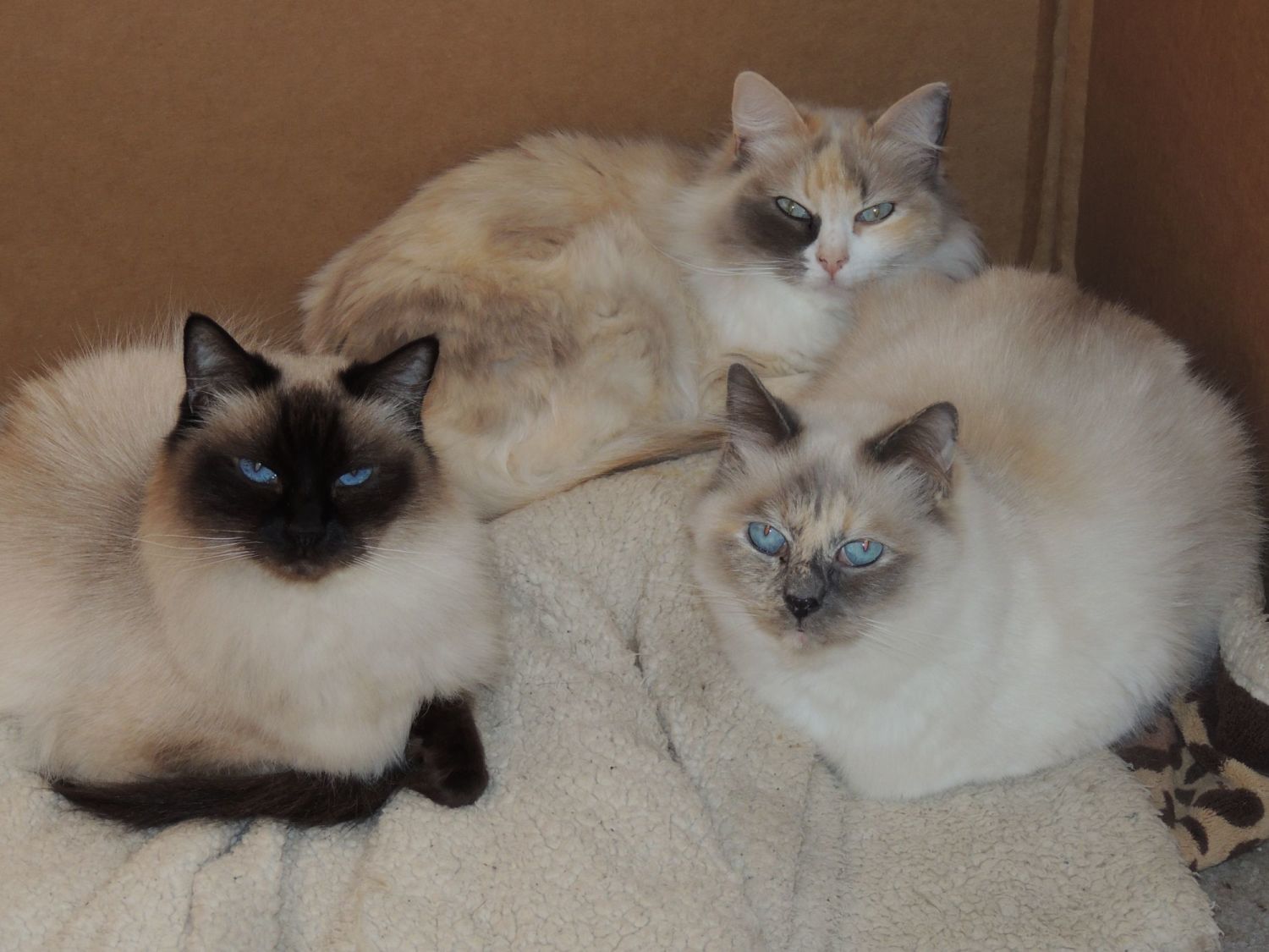Ragdoll breeders in Maryland, Ragdoll kittens in Maryland, Baltimore ...