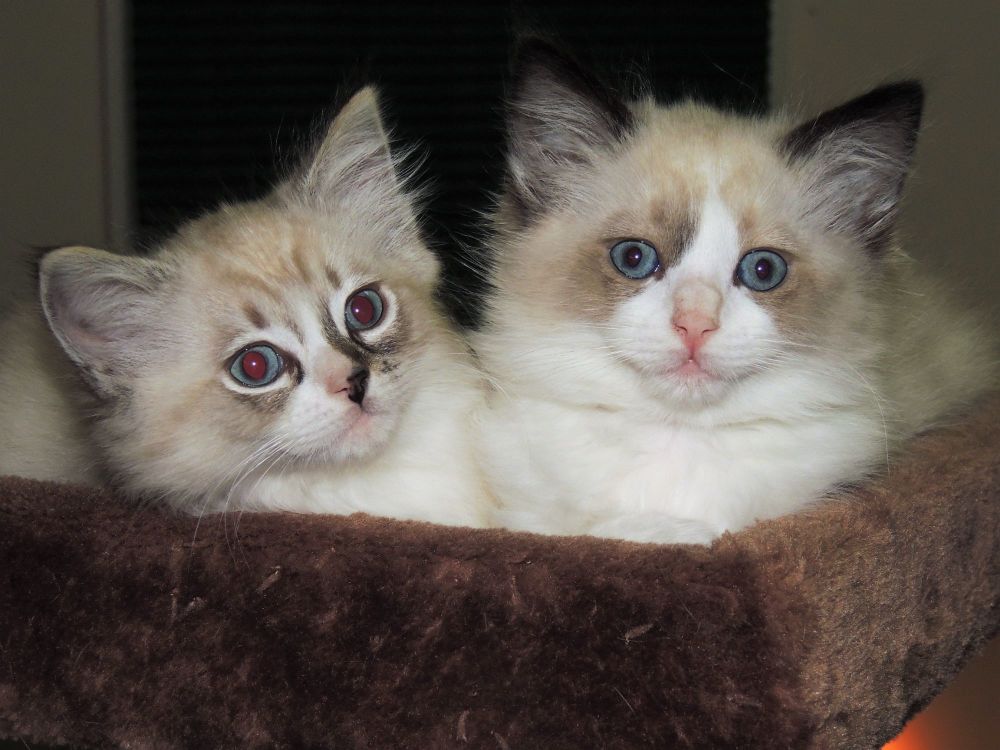 Ragdoll breeders in Maryland, Ragdoll kittens in Maryland, Baltimore ...