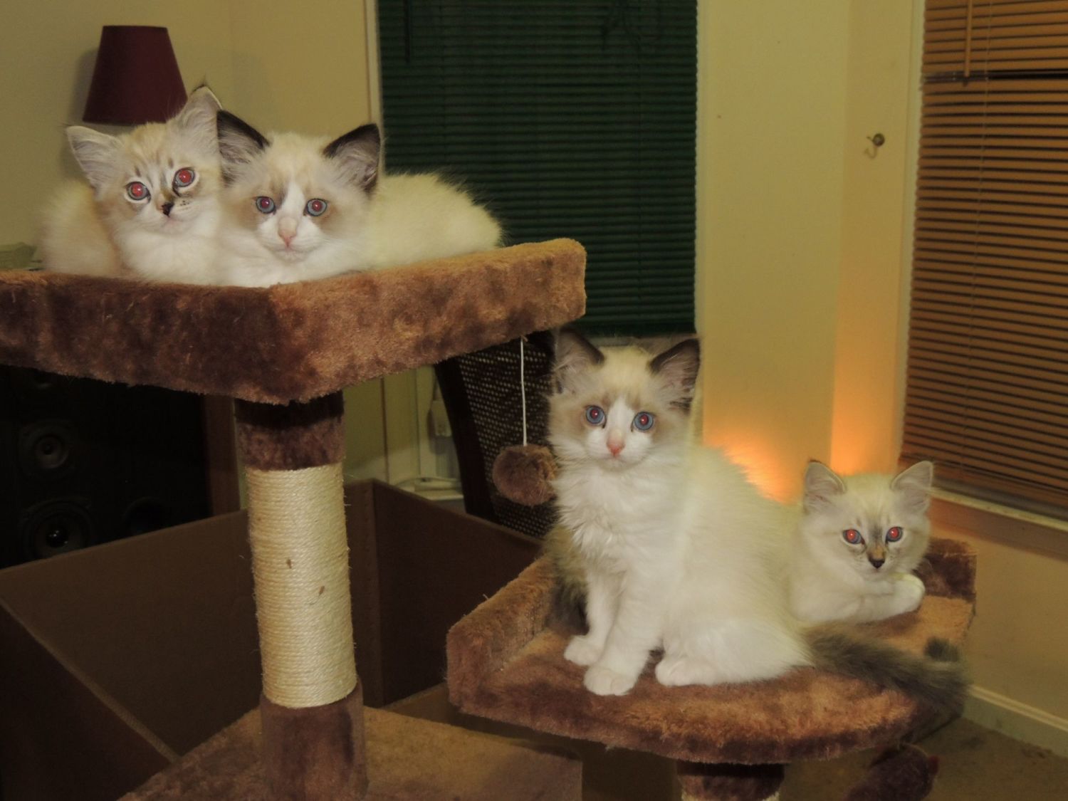 Ragdoll breeders in Maryland, Ragdoll kittens in Maryland, Baltimore ...