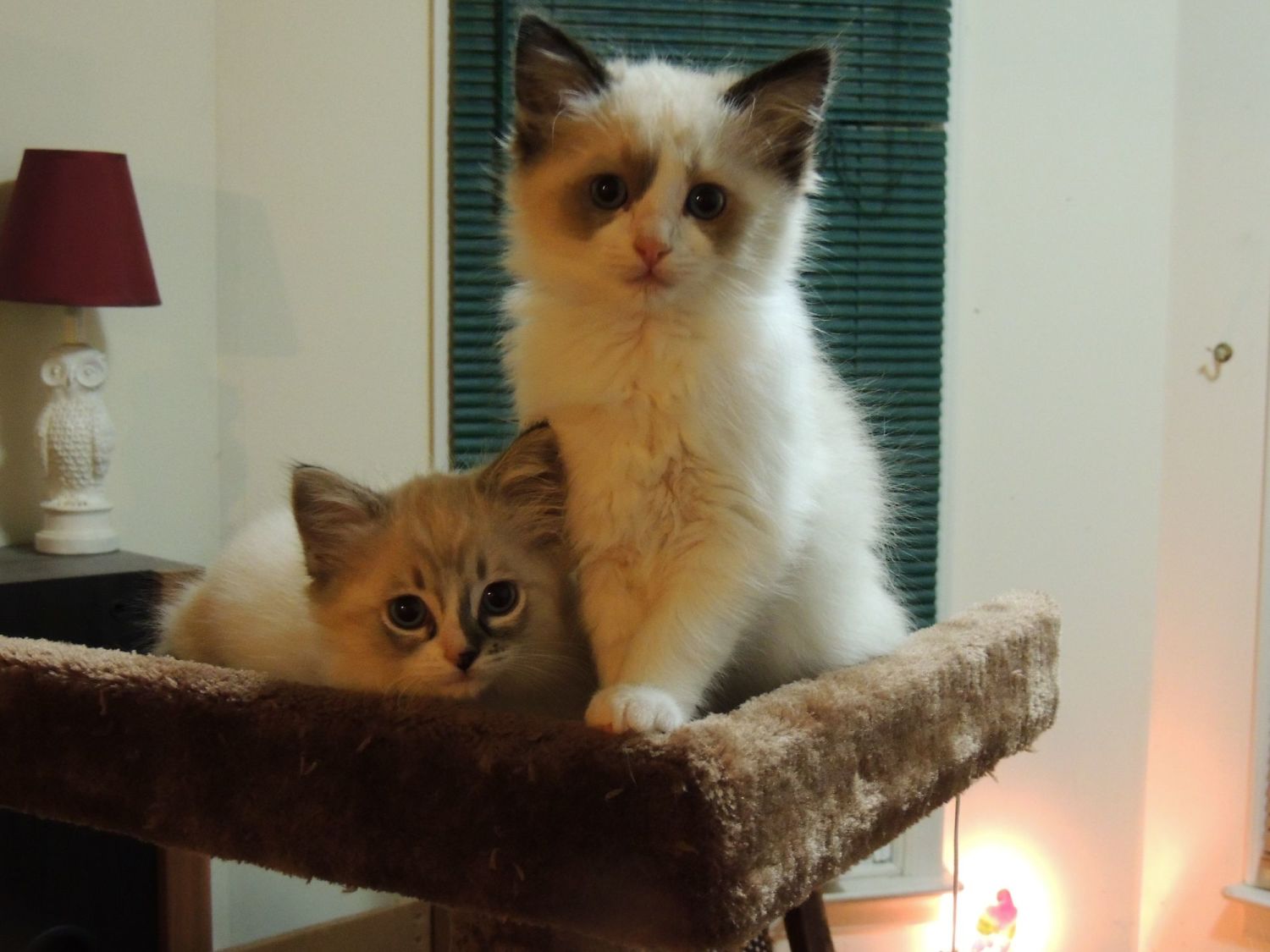 Ragdoll breeders in Maryland, Ragdoll kittens in Maryland, Baltimore ...