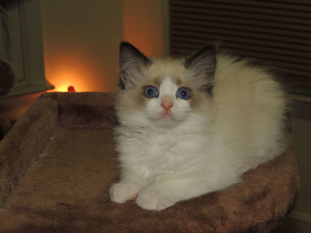 Ragdoll cat breeders in Maryland, Ragdoll kittens in Maryland ...