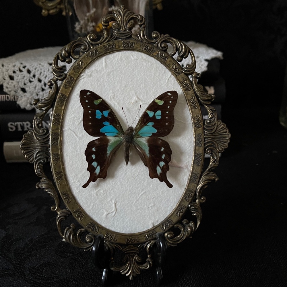 Graphium Stresemanni - Tropical Blue Swallowtail Butterfly