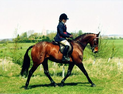 Sarah Lee - Competition Rider