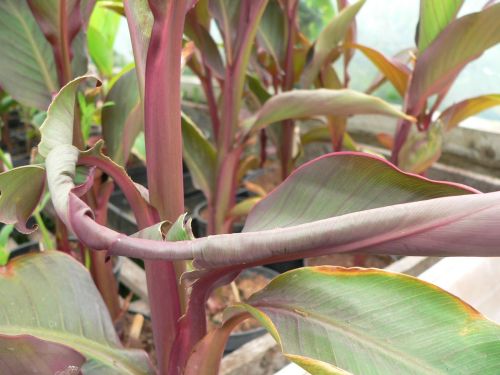 Canna leaf imperfections and Canna virus images