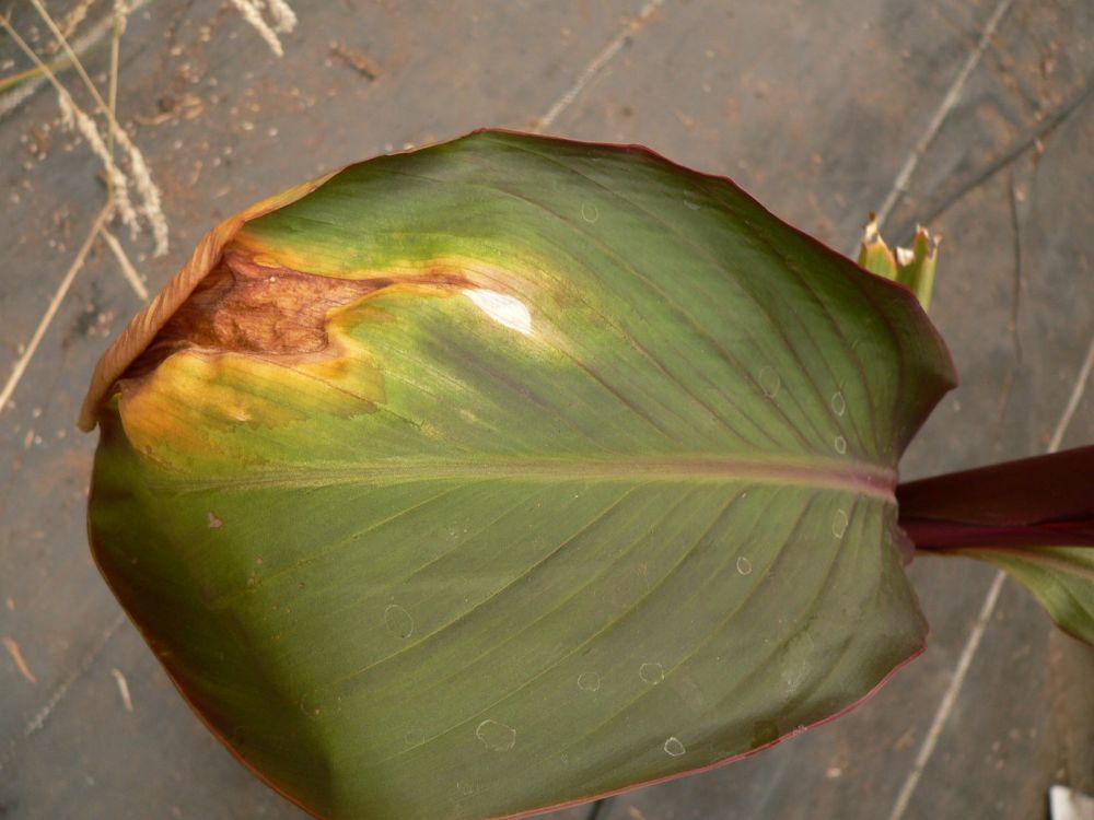 Canna leaf imperfections and Canna virus images