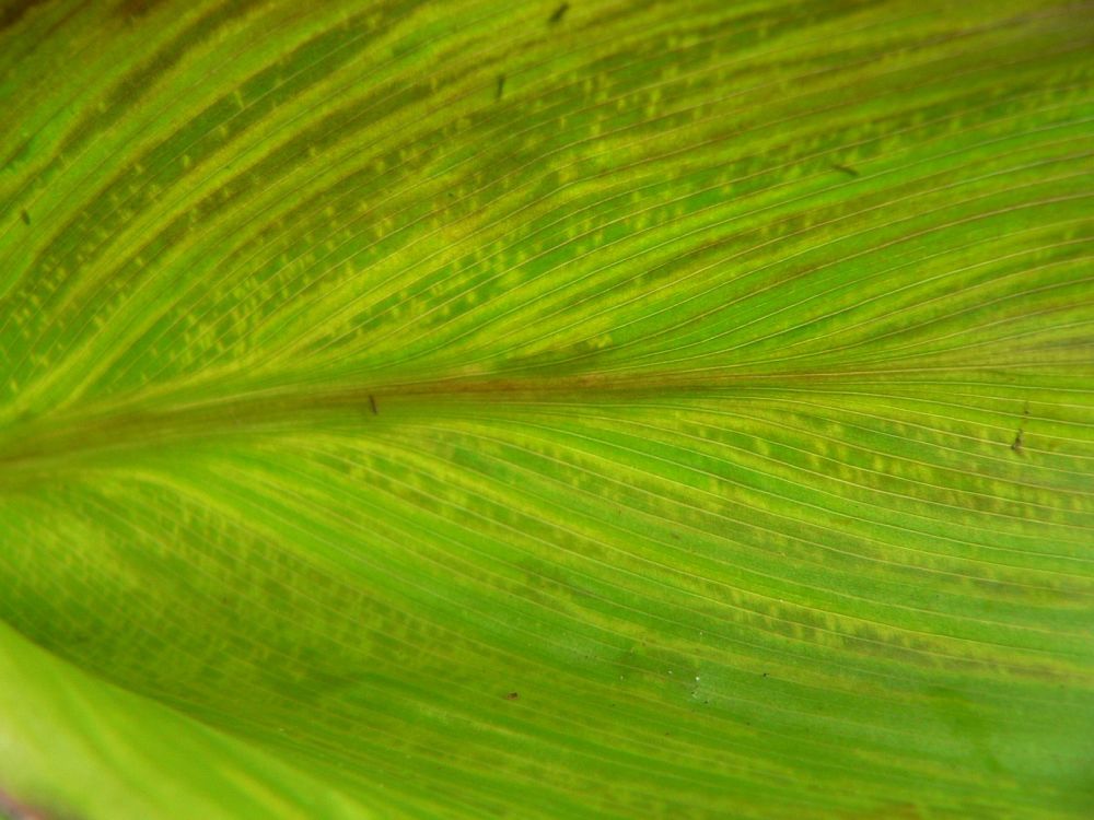 Canna leaf imperfections and Canna virus images