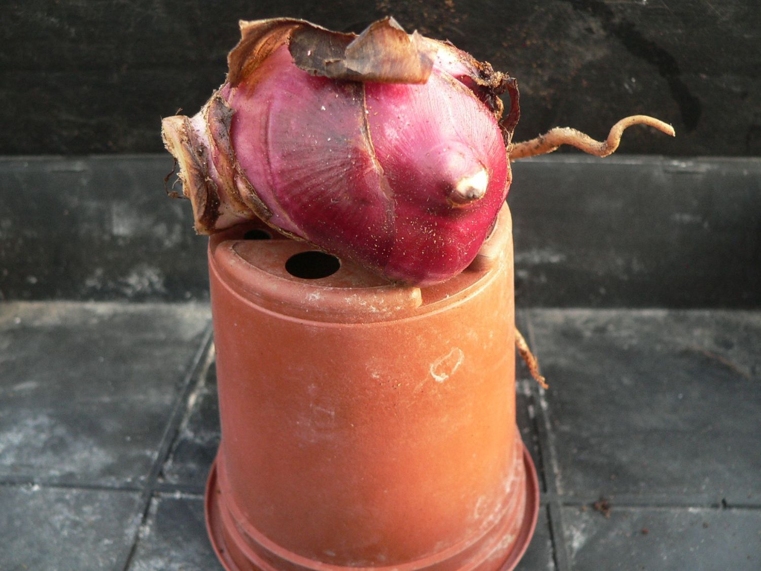 Canna musifolia grande