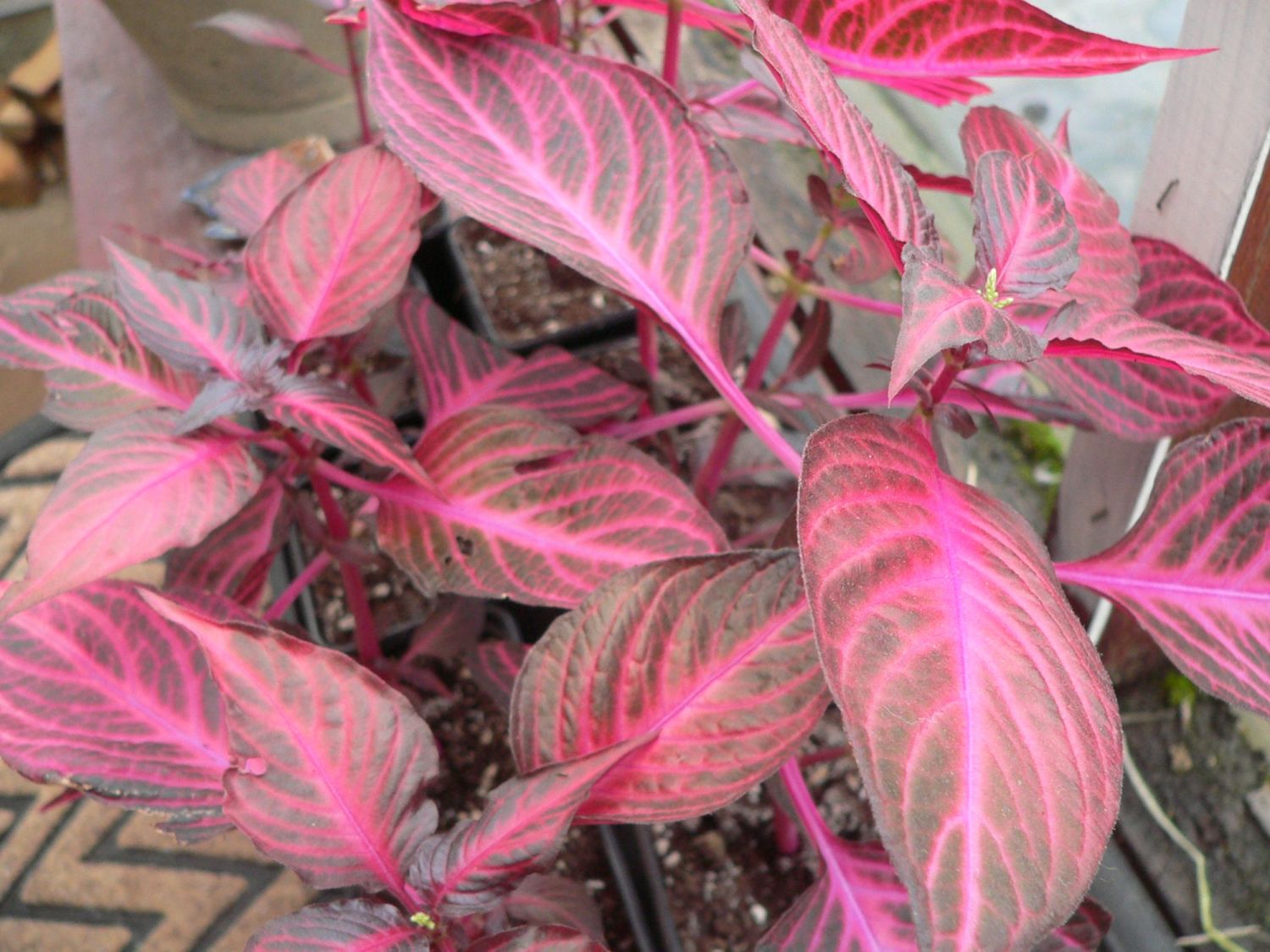 Iresene 'Blazin Rose'