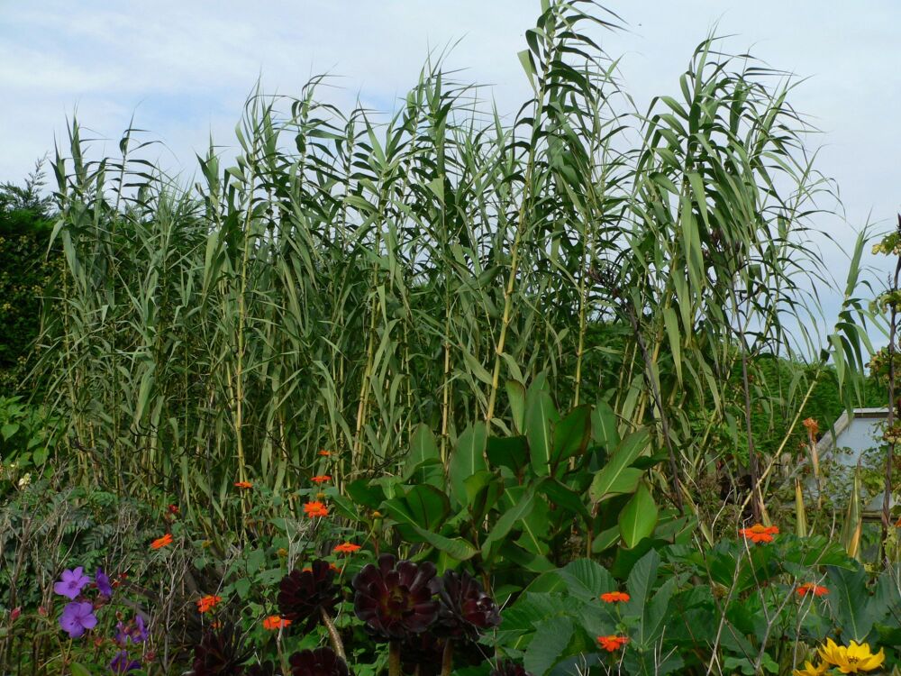 arundo donax uk