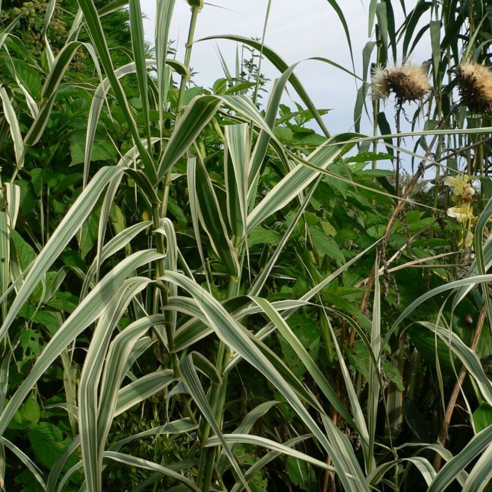 Arundo donax variegata
