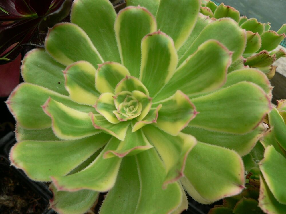 Aeonium arboreum variegatum