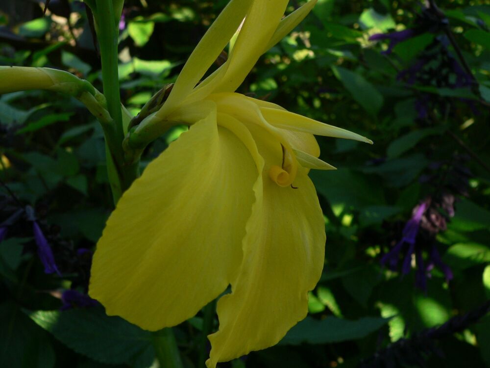 Canna Ra