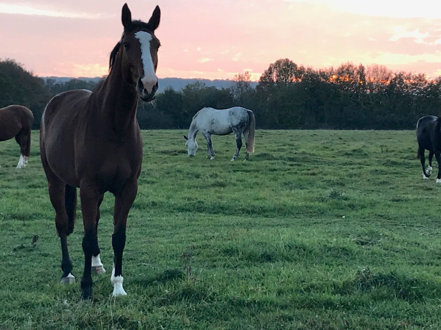 Welcome To www.lowtonstud.co.uk