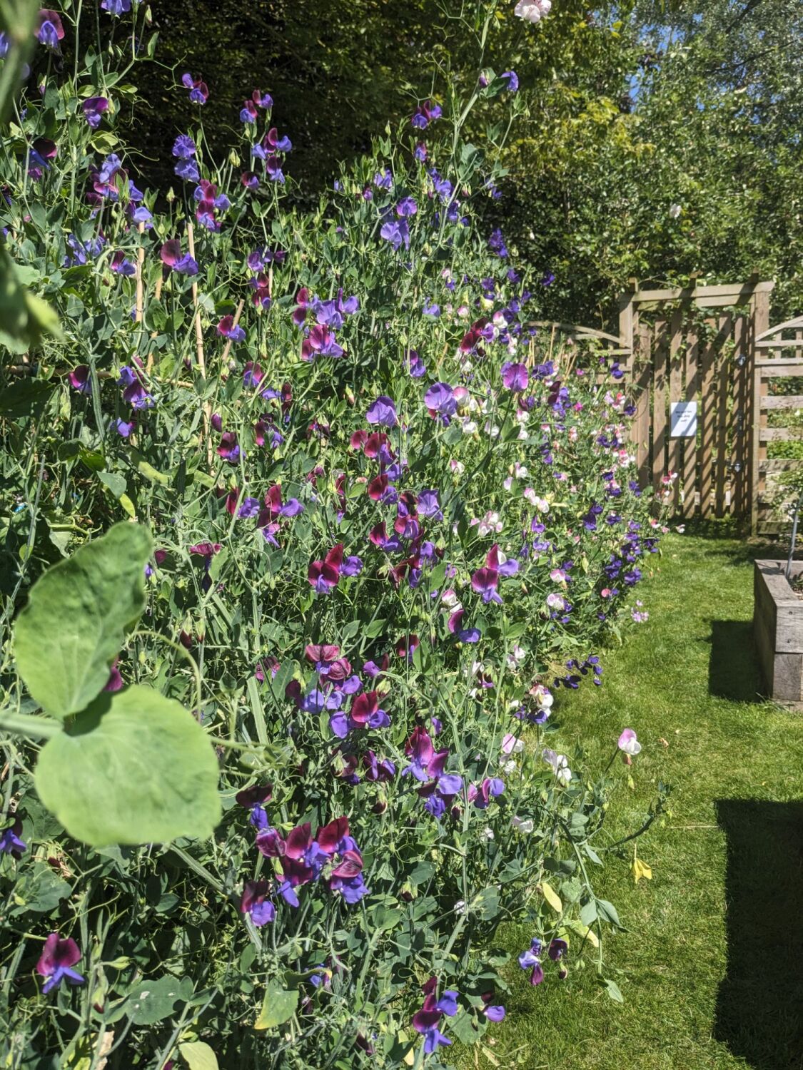 Welcome To Patcham Gardening Network