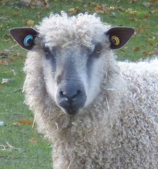 The Sheep Devon and Cornwall longwool, Coloured Ryeland and ...