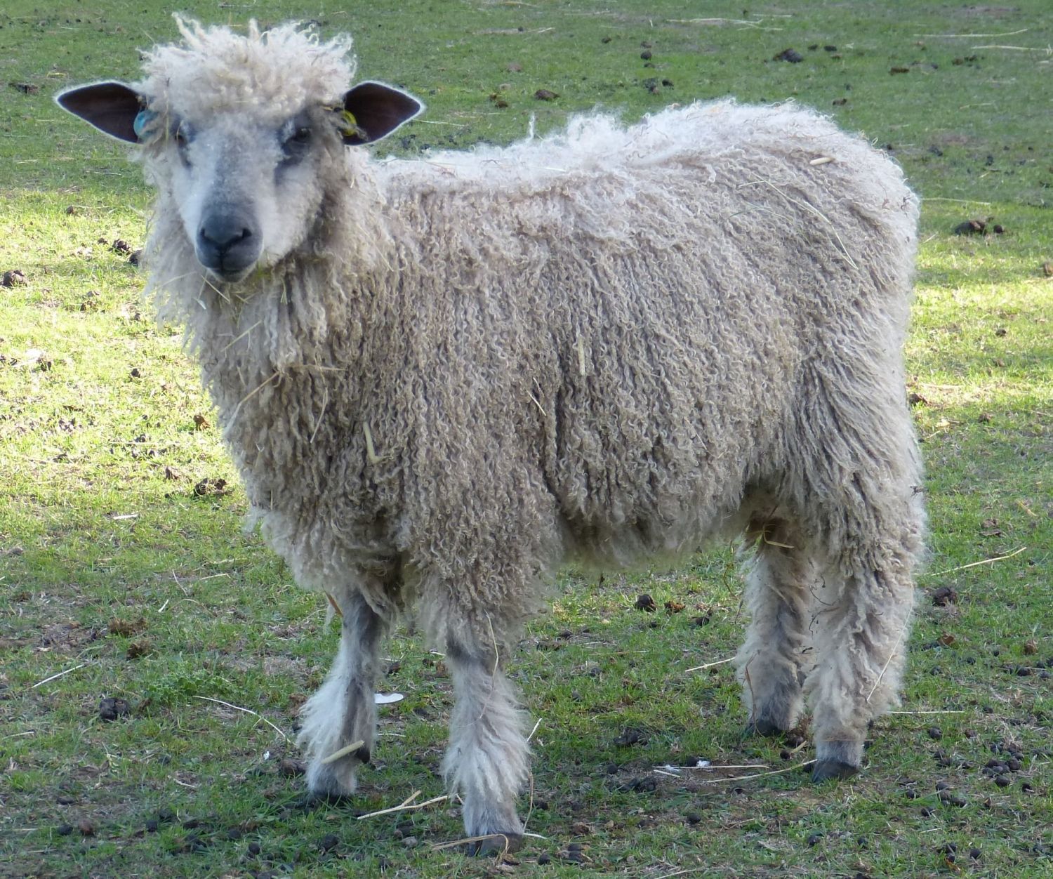 The Sheep Devon and Cornwall longwool, Coloured Ryeland and ...