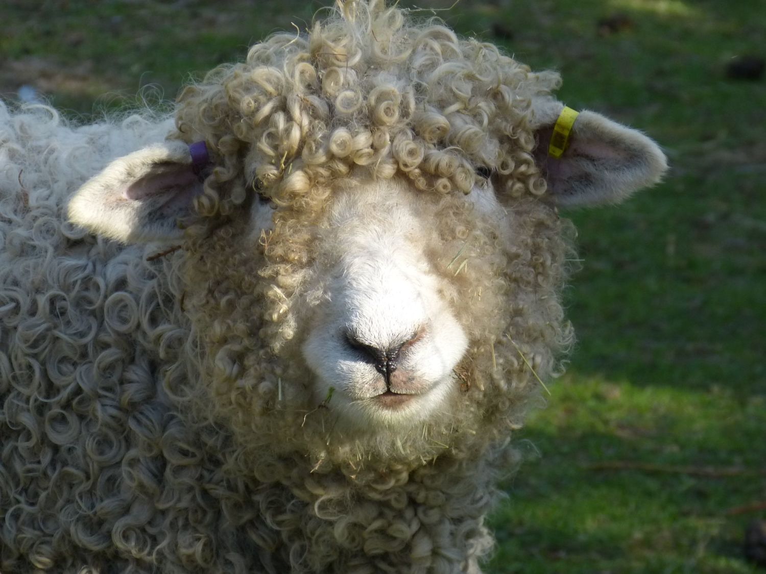 The Sheep Devon and Cornwall longwool, Coloured Ryeland and ...