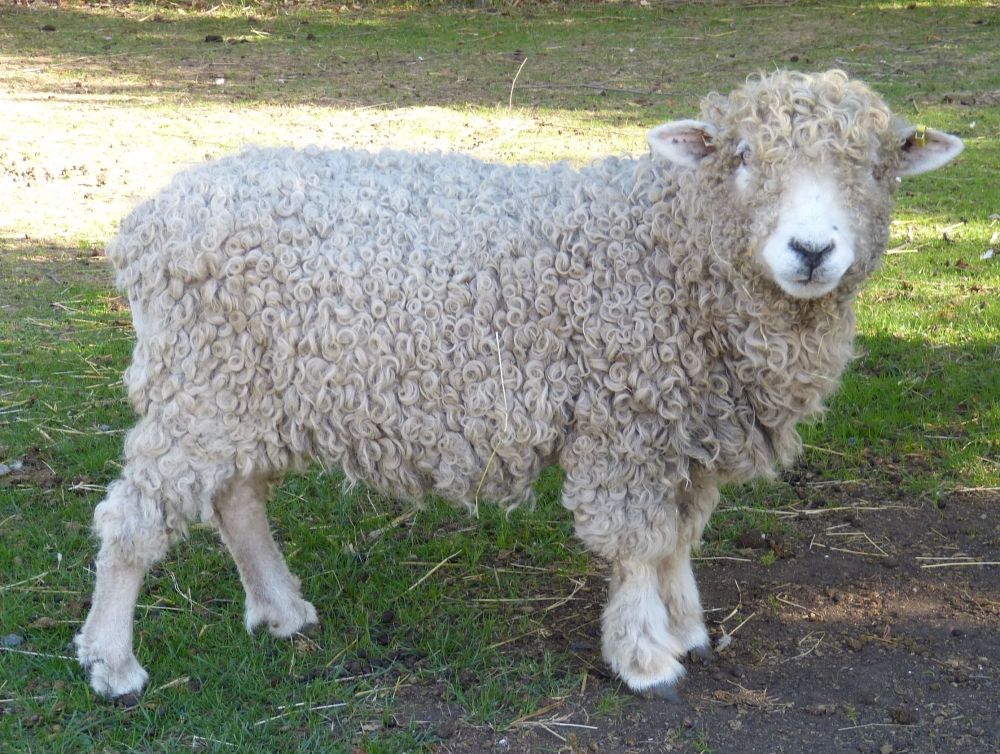 The Sheep Devon and Cornwall longwool, Coloured Ryeland and ...