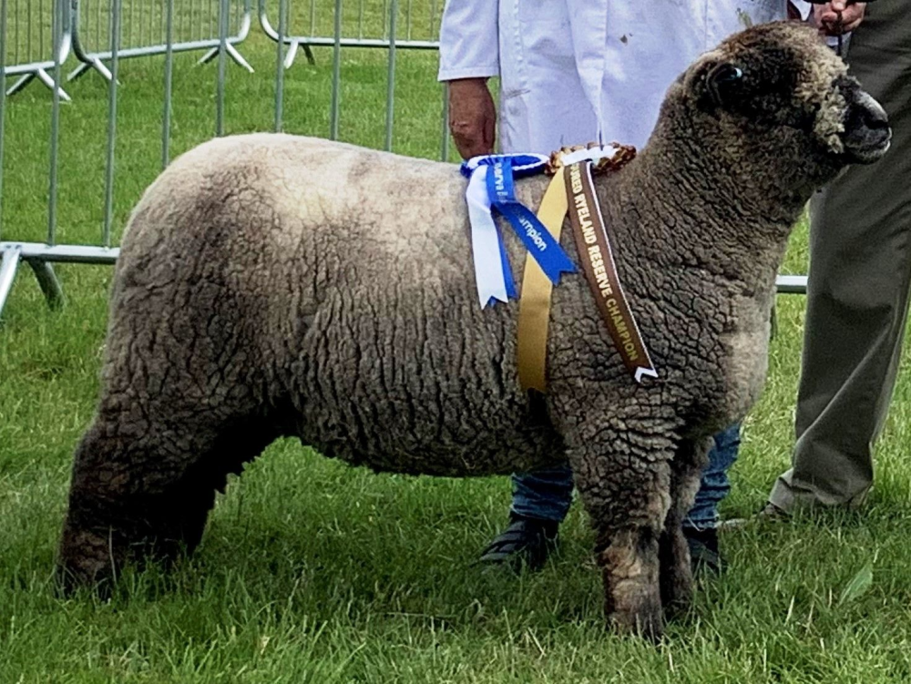 The Sheep Devon and Cornwall longwool, Coloured Ryeland and ...