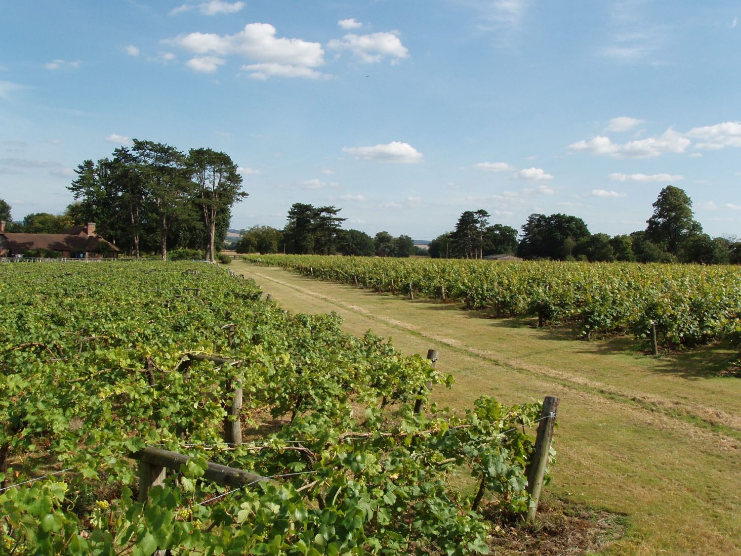 Vineyards of the Thames and Chilterns region