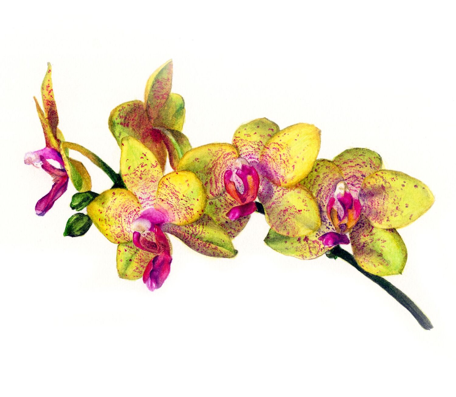 About Cher Nicholson Art