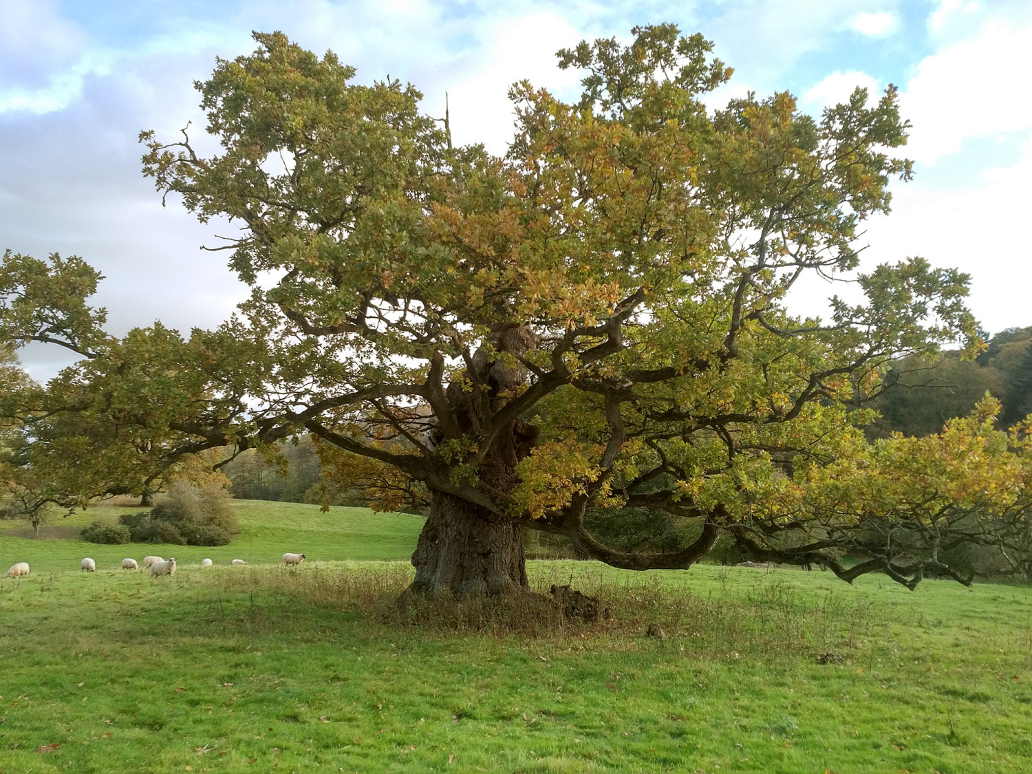 Ancient and Veteran trees