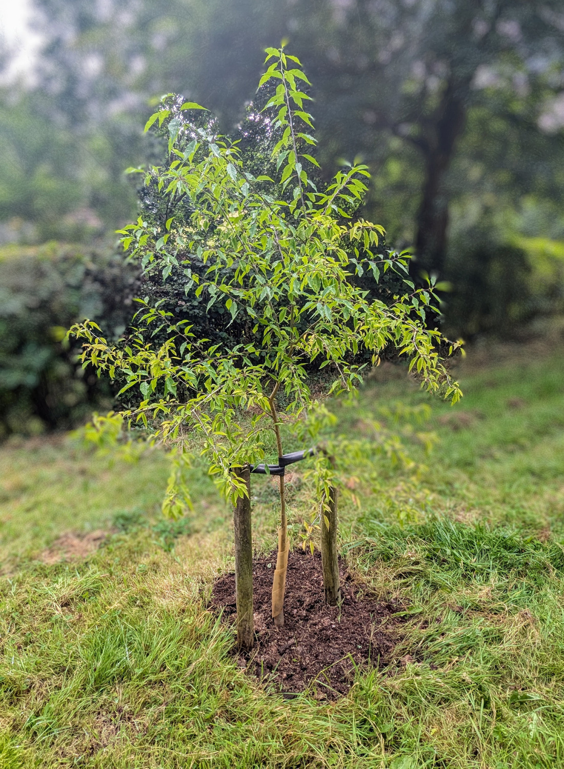 Tree Care and Management