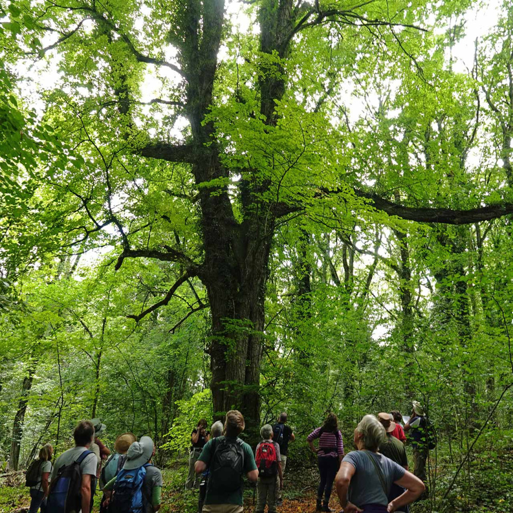 Tree Wardens -Gallery