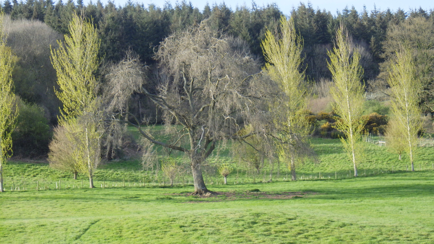 Tree Wardens -Gallery