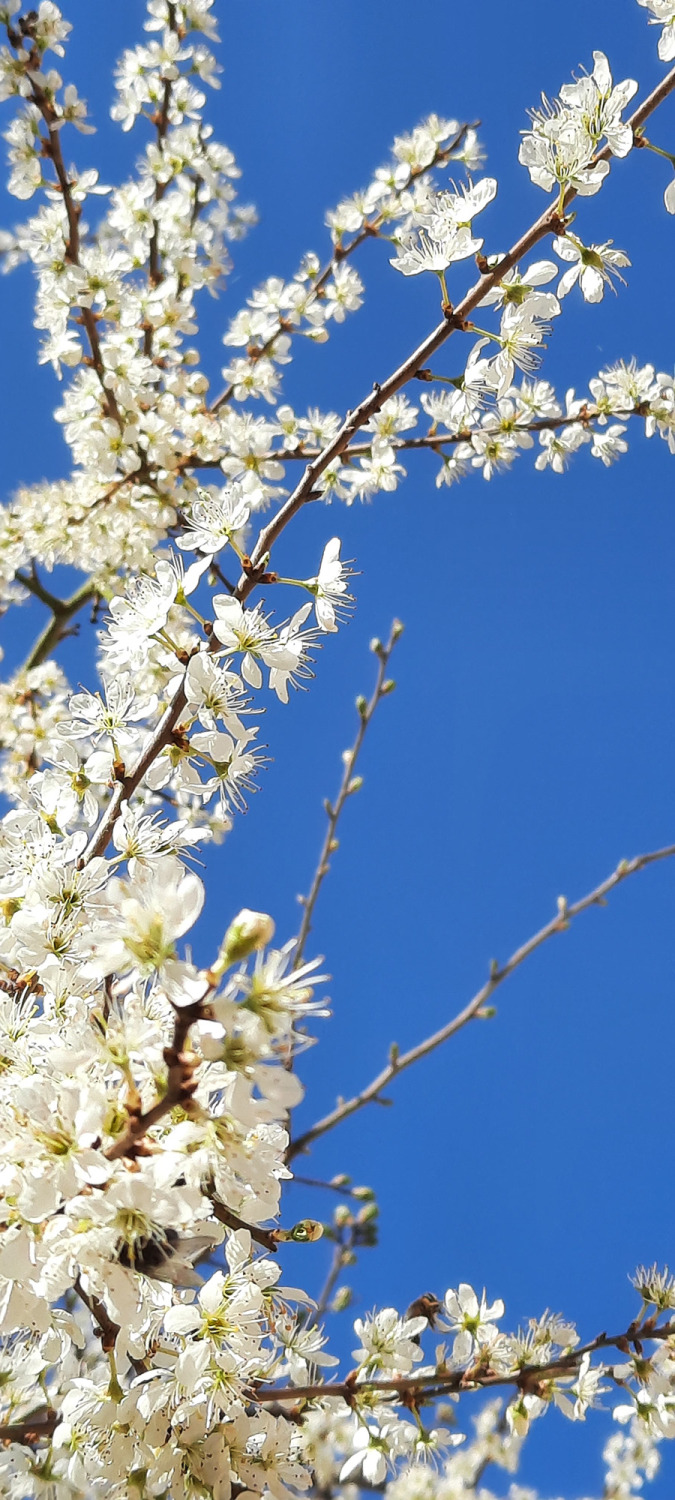 Herefordshire Tree Wardens