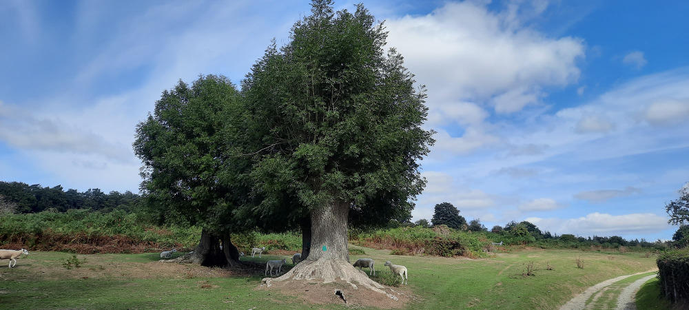Ancient and Veteran trees