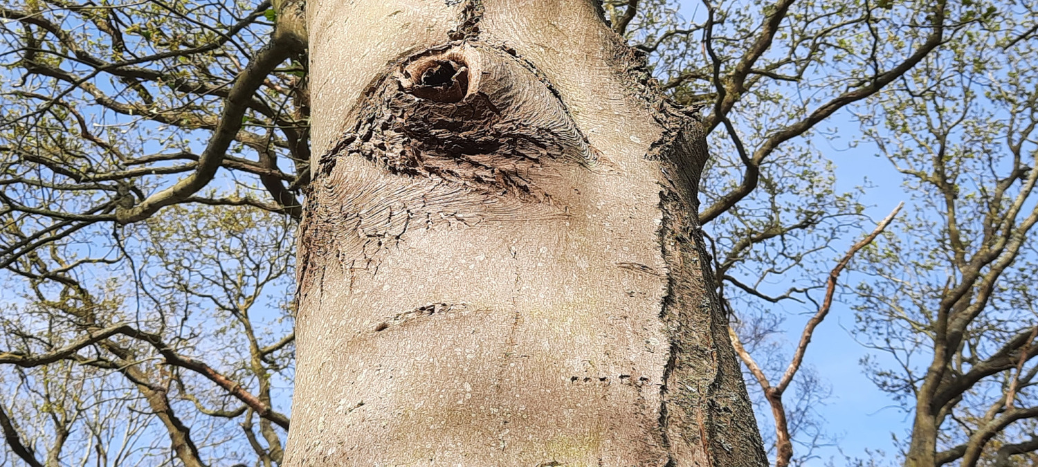 Herefordshire Tree Wardens