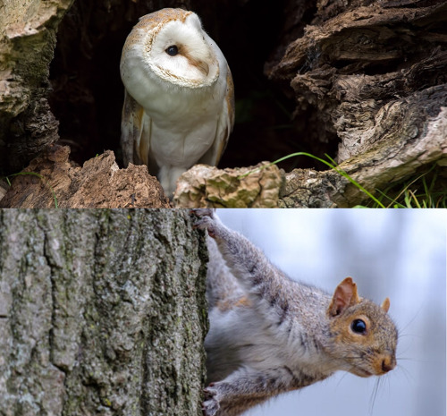Trees and Wildlife