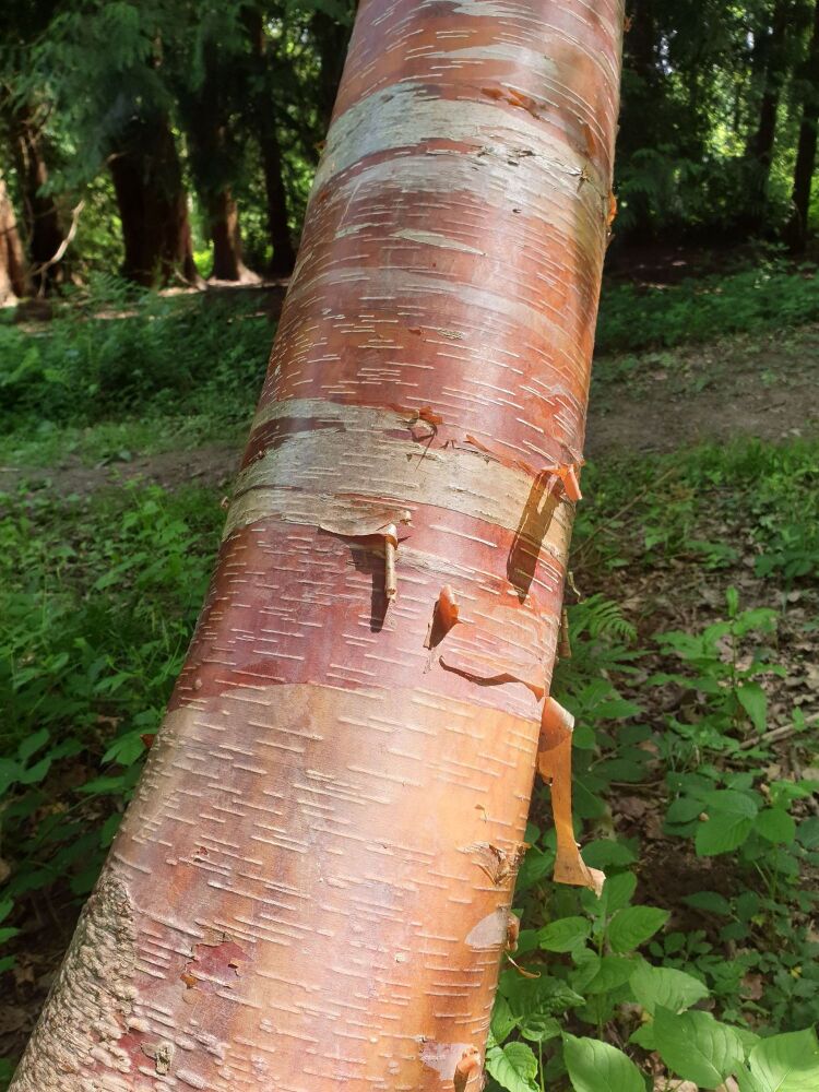 Welcome To Herefordshire Tree Forum