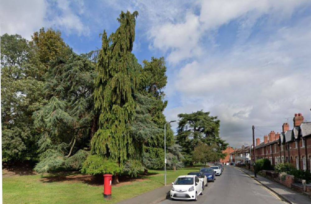 Trees in Conservation Areas