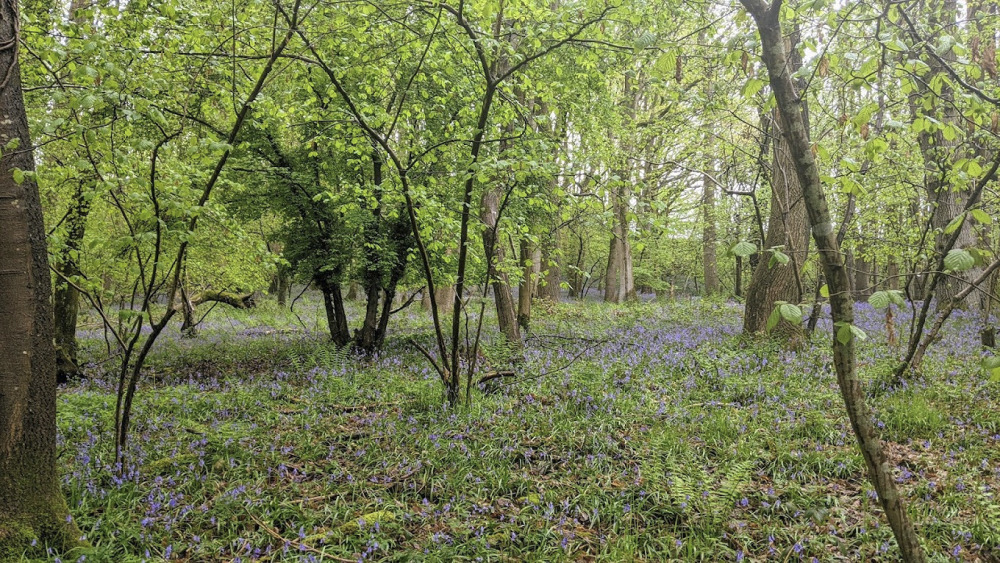 Ancient Woodland