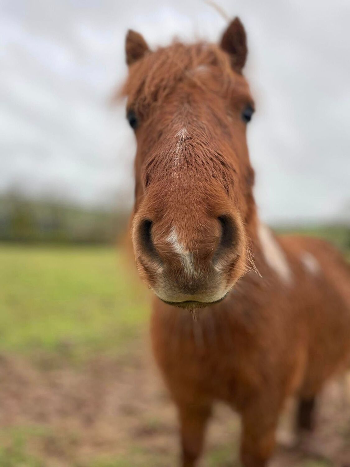 Healing Hooves Devon | Equine Assisted Learning | Pony Rescue ...