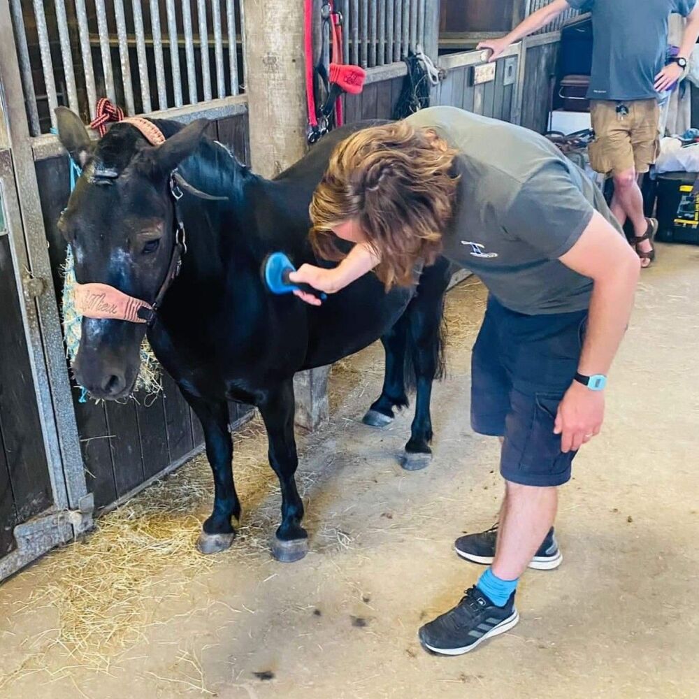 Healing Hooves Devon | Equine Assisted Learning | Pony Rescue ...