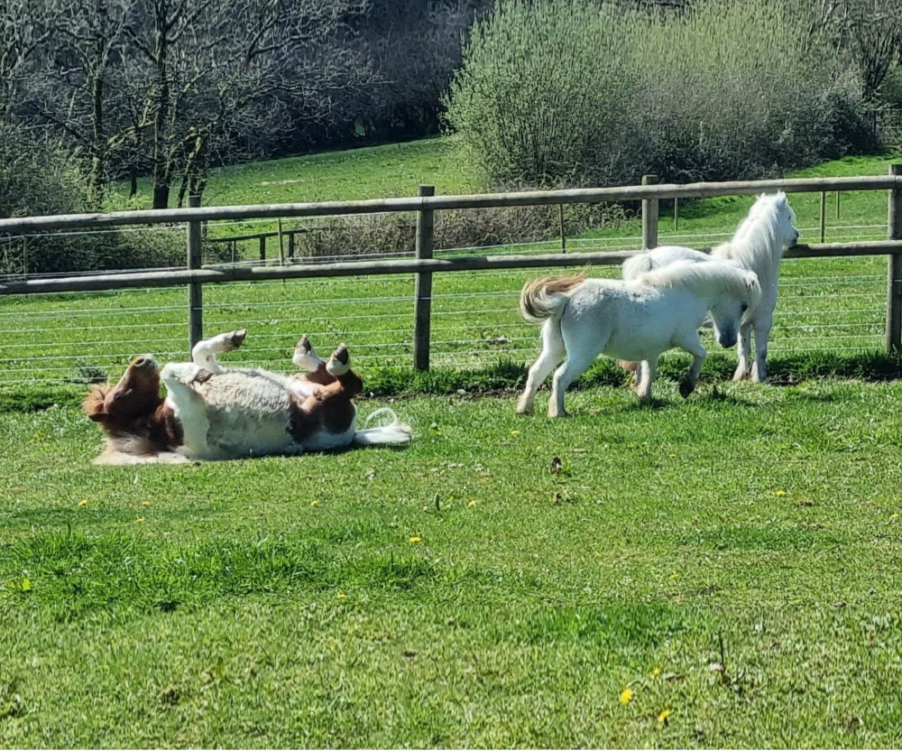 Healing Hooves Devon | Equine Assisted Learning | Pony Rescue ...