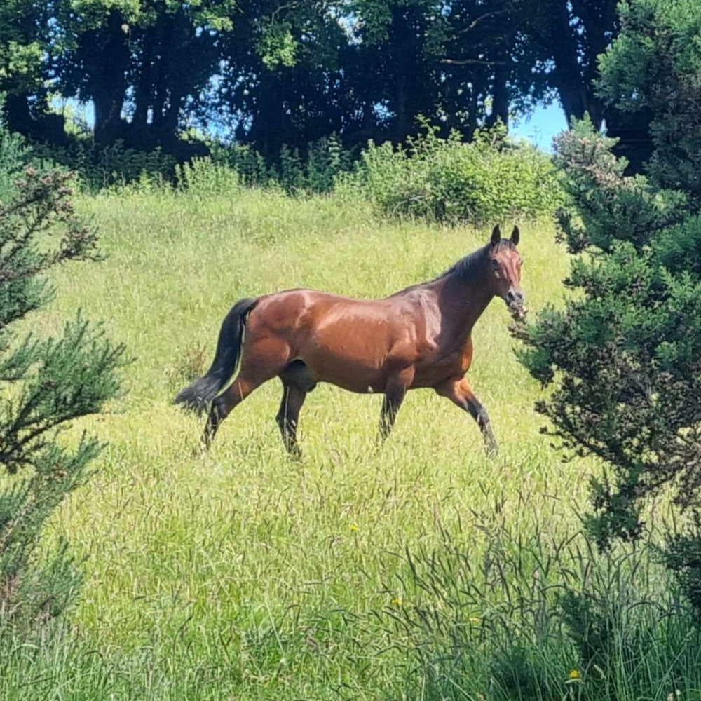 Healing Hooves Devon | Equine Assisted Learning | Pony Rescue ...