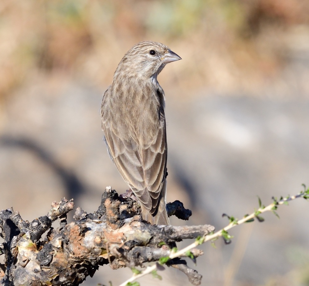 Contact Oman Birding